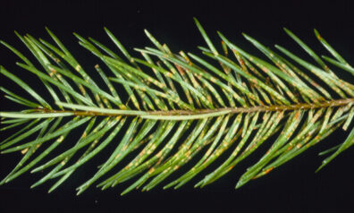 Douglas Fir: Yellow-green mottle syndrome | Hortsense | Washington ...