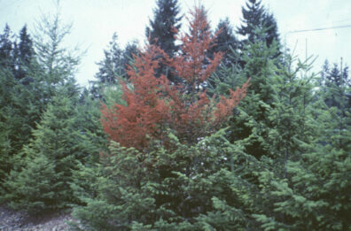 Common Cultural: Drought damage | Hortsense | Washington State University