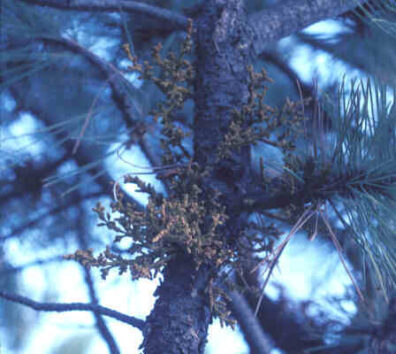 Pine: Dwarf mistletoe | Hortsense | Washington State University