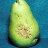 Peach: Earwigs | Hortsense | Washington State University