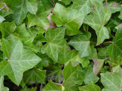 Weeds: English ivy – Hedera helix | Hortsense | Washington State University