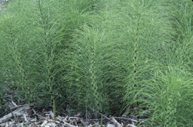 Weeds: Horsetails (Scouringrush) – Equisetum spp. | Hortsense ...
