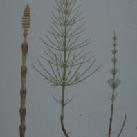 Weeds: Horsetails (Scouringrush) – Equisetum spp. | Hortsense ...