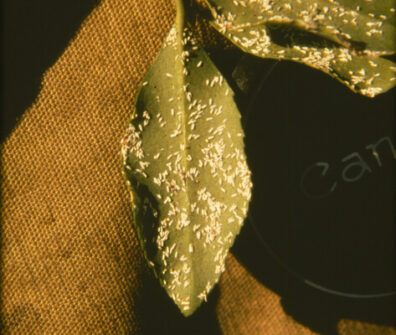 Euonymus: Euonymus scale | Hortsense | Washington State University