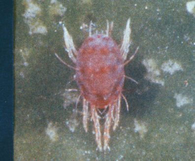Peach: European red mite | Hortsense | Washington State University