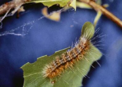 Common Insects and Mites: Fall webworm | Hortsense | Washington State ...