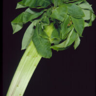 Common Cultural: Fasciation | Hortsense | Washington State University