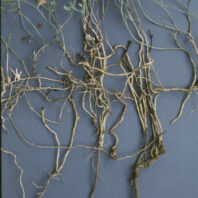 Weeds: Field bindweed (Wild morningglory) – Convolvulus arvensis ...