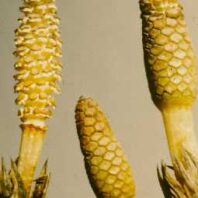 Weeds: Horsetails (Scouringrush) – Equisetum spp. | Hortsense ...