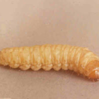 Filbert: Filbertworm | Hortsense | Washington State University