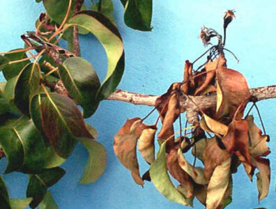 Apple: Fire blight | Hortsense | Washington State University