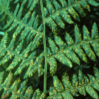True Fir: Rust (Uredinopsis) | Hortsense | Washington State University