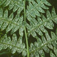 True Fir: Rust (Uredinopsis) | Hortsense | Washington State University