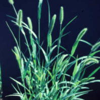 Weeds: Foxtail (Green, Yellow, Bristly) – Setaria spp. | Hortsense ...