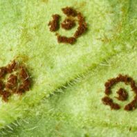 Common Diseases: Rusts | Hortsense | Washington State University