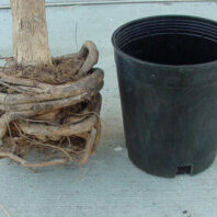 Common Cultural: Plant girdling and circling roots | Hortsense ...