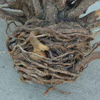 Common Cultural: Plant girdling and circling roots | Hortsense ...