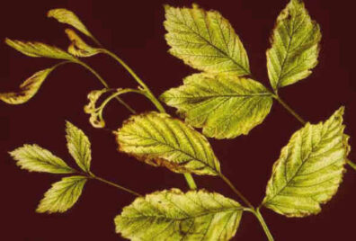 Herbicide Damage: Glyphosate and sulfonylureas | Hortsense | Washington ...