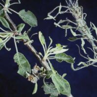Herbicide Damage: Glyphosate and sulfonylureas | Hortsense | Washington ...