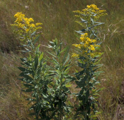 Weeds: Goldenrods – Solidago spp. | Hortsense | Washington State University