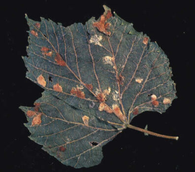 Grape: Grape erineum mite | Hortsense | Washington State University