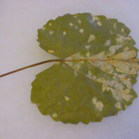 Grape: Grape erineum mite | Hortsense | Washington State University