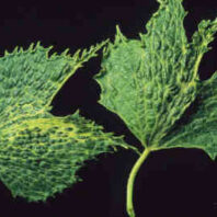 Herbicide Damage: 2,4-D and triclopyr | Hortsense | Washington State ...