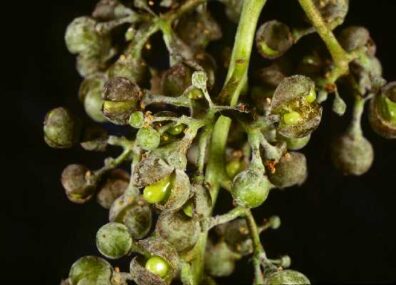 Grape: Powdery mildew | Hortsense | Washington State University