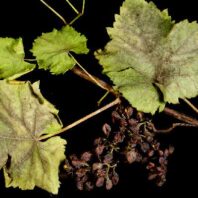 Grape: Powdery mildew | Hortsense | Washington State University