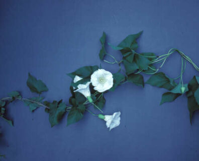 Weeds: Hedge bindweed – Calystegia sepium (Convolvulus sepium ...