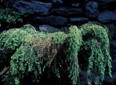 Hemlock: Phytophthora root rot | Hortsense | Washington State University