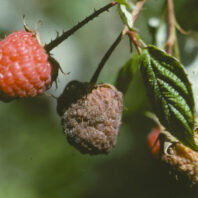 Raspberry: Fruit rot and cane Botrytis | Hortsense | Washington State ...