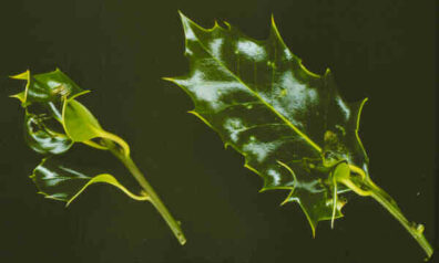 Holly: Holly bud moth | Hortsense | Washington State University
