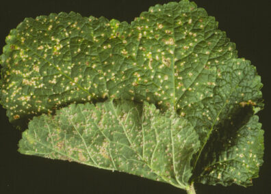 Hollyhock: Rust | Hortsense | Washington State University