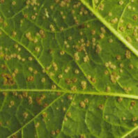 Hollyhock: Rust | Hortsense | Washington State University