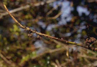 Holly: Phytophthora leaf & twig blight | Hortsense | Washington State ...