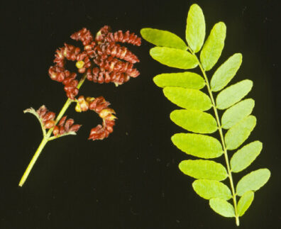 Honey locust: Honeylocust pod gall midge | Hortsense | Washington State ...