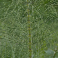 Weeds: Horsetails (Scouringrush) – Equisetum spp. | Hortsense ...