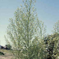 Weeds: Horseweed (Marestail) – Conyza canadensis | Hortsense ...