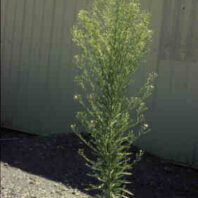Weeds: Horseweed (Marestail) – Conyza canadensis | Hortsense ...