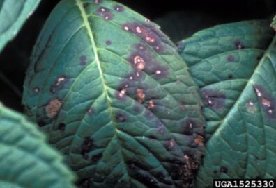Hydrangea: Fungal leaf spots | Hortsense | Washington State University
