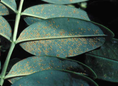 Common Diseases: Rusts | Hortsense | Washington State University
