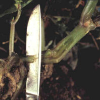 Cucumber, Pumpkin, Squash: Verticillium wilt | Hortsense | Washington ...
