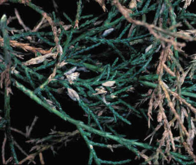 Juniper : Leafminers | Hortsense | Washington State University