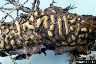 Juniper: Pear trellis rust | Hortsense | Washington State University