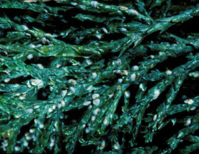 Arborvitae: Juniper scale | Hortsense | Washington State University