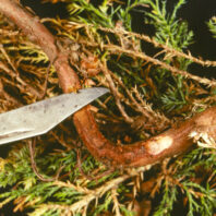 Arborvitae: Twig blight | Hortsense | Washington State University