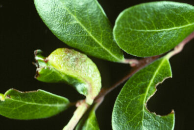 Kinnikinnick: Leaf gall | Hortsense | Washington State University