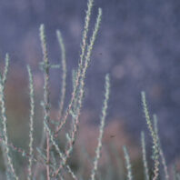 Weeds: Kochia – Kochia scoparia | Hortsense | Washington State University