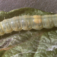 Cherry: Leafrollers | Hortsense | Washington State University